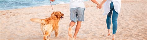 Vacaciones Con Tu Perro Caramelopetshop