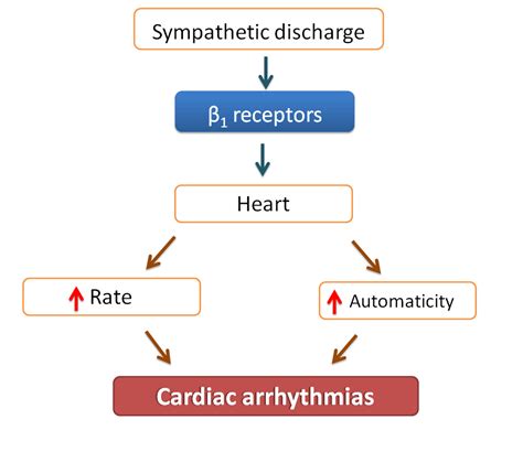 Beta Blockers A Central Role In Cardiac Disorders