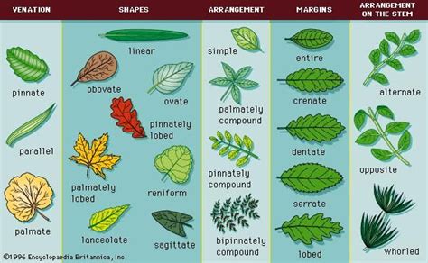 Alternate Leaves