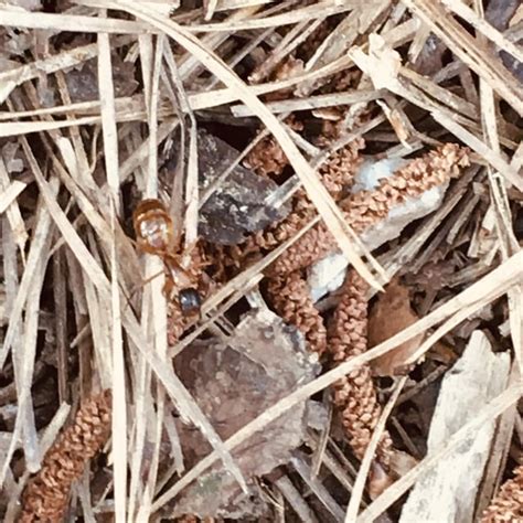 Queen Ant Identification R Antkeeping