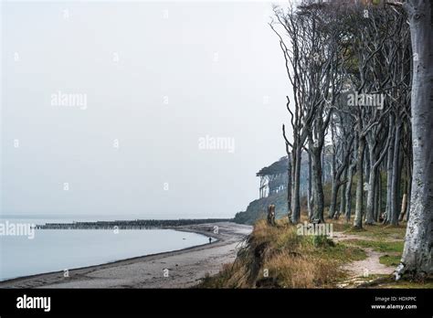Beech Forest Gespensterwald Nienhagen Mecklenburg Western Hi Res Stock