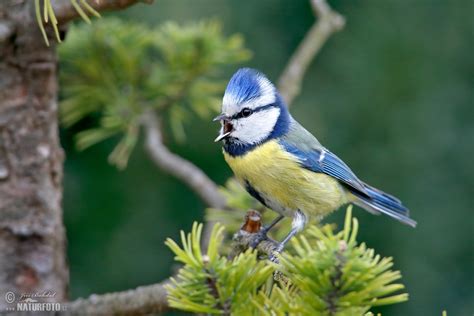 Blue Tit Photos Blue Tit Images Nature Wildlife Pictures NaturePhoto