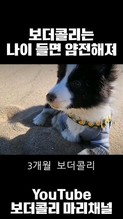 보더콜리는 나이 들면 얌전해져 Shorts 보더콜리 Youtube