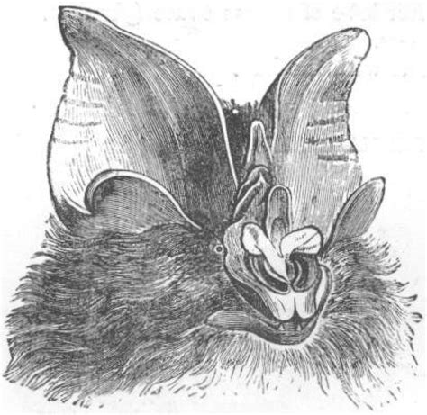 Woolly Horseshoe Bat Rhinolophus Luctus