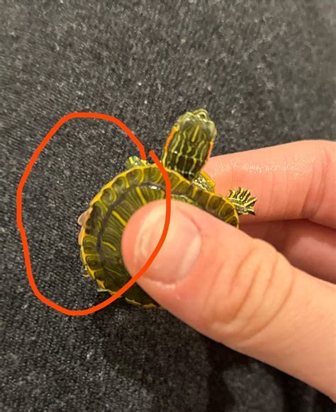 Is My Turtles Shell Ok Rturtle