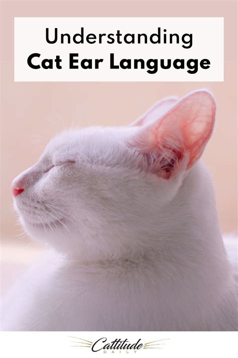 Understanding Cat Ear Language In 2024 Cat Language Cat Ears Cat
