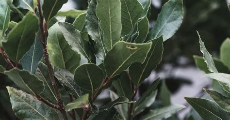 Hierba Medicinal Capaz De Reducir La Glucosa Y Los Niveles De Colesterol