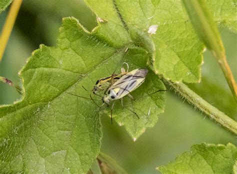 Grass Bug Gedling Conservation Trust Nottingham