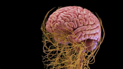 Medically Accurate Male Nervous System SciePro