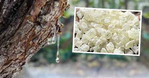 Damla Sakızı Nedir Faydaları Nelerdir Bayanlar Bilir
