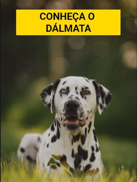 Descubra O Encanto Do Dálmata Promoçõespet