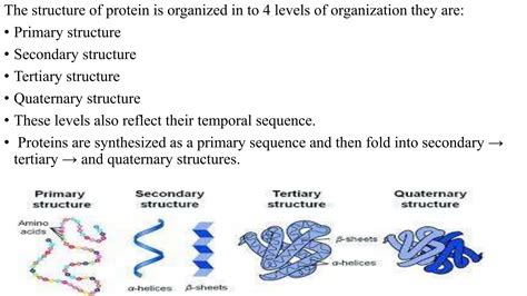 Structural Level Of Organization Of Proteins Pptx