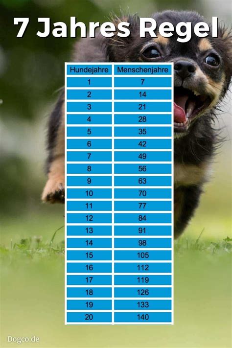 Wie Alt Ist Ein Hund In Menschenjahren Altersbestimmung Und Vergleich