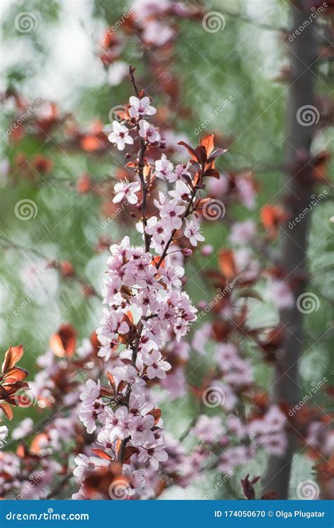 Prunus Cerasifera Purple Leaf Plum