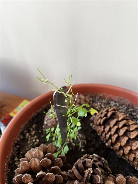 Raspberry Sprout Blossoming Rplantclinic