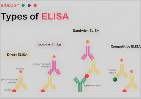 Elisa The 4 Important Types Of Elisa For Diagnosis Of Diseases The