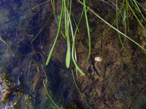 Sagittaria Filiformis Narrow Leaved Arrowhead Go Botany