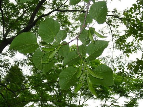 17 Best Images About Mistaken Weeds Edible Medicinal On Pinterest
