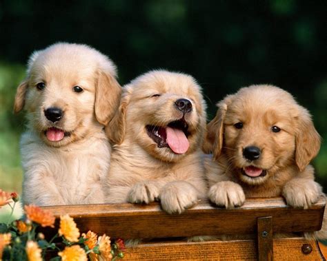Comment Adopter Un Chien Gratuitement Chien Bonheur