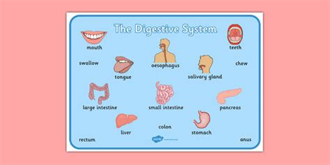 Cursive The Digestive System Word Mat Teacher Made