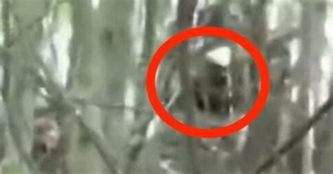 Bigfoots Watching Me Nc Man Shares Footage Of Something In The