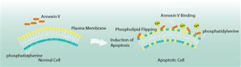 Annexin V Kits R D Systems