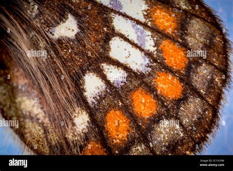 Cynthia S Fritillary Euphydryas Cynthia Detail Of Wing Patterns