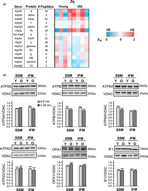 Expression Of Fof1‐atp Synthase Remains Preserved In The Aging Heart