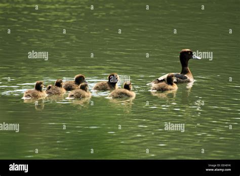 Tufted Duck Aythya Fuligula Female With Ducklings Stock Photo Alamy