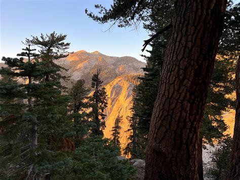 Giant Sequoia Trees Through A Tiny Lens Discovery