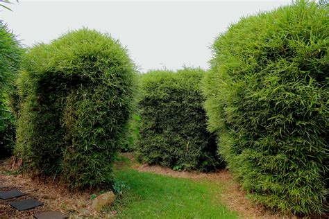 Malay Dwarf Variegated Bamboo Bamboo Park