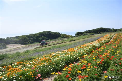 夏の花畑の準備が進んでいます（511更新） 兵庫県立公園あわじ花さじき