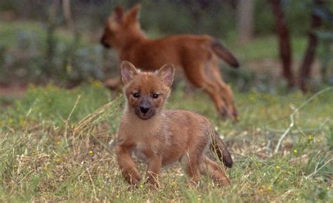 Dhole Facts Habitat Diet Life Cycle Pictures And More