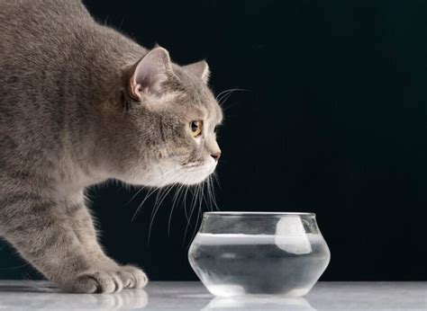 Mastering Cat Modeling In Blender Birmingham Journal