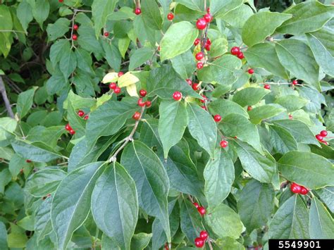Asian Bush Honeysuckle Reconnecting To Our Waterways
