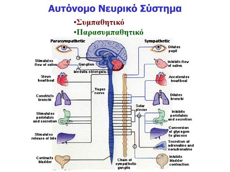 ΣΥΣΤΗΜΑΤΑ ΑΠΑΝΤΗΣΗΣ ΣΤΟ ΣΤΡΕΣ Ppt κατέβασμα