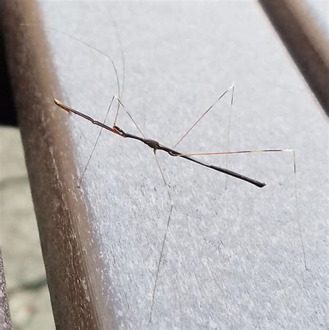 Walking Stick In Ohio Emesaya Brevipennis BugGuide Net
