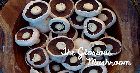 The Glorious Mushrooms Codd Mushrooms