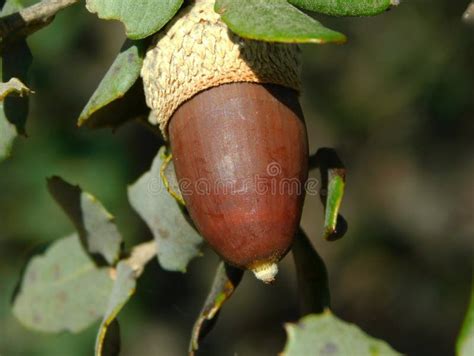The Acorn Or Lande Is A Characteristic Fruit Of The Species Of The