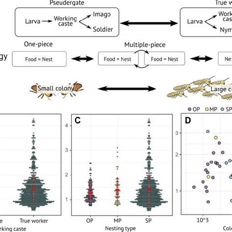 Relationship Between Social Evolution And Imago Body Size In Termites