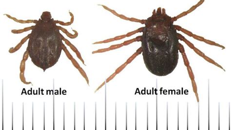 [agrilife Today] Texas Cattle Fever Ticks Are Back With A Vengeance
