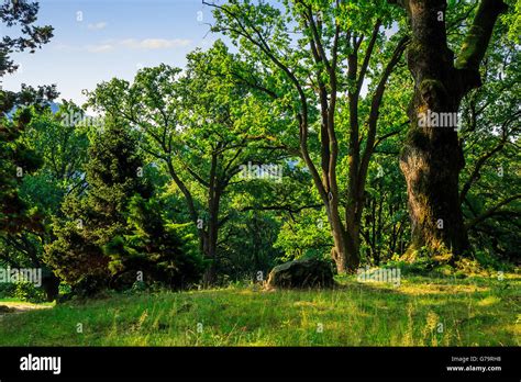 Forest Glade In The Cool Shade Of Three Oak Trees On A Hot Summer