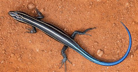 Where Do Five Lined Skink Live