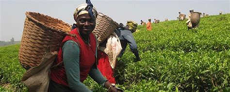 Farmer Wikipedia