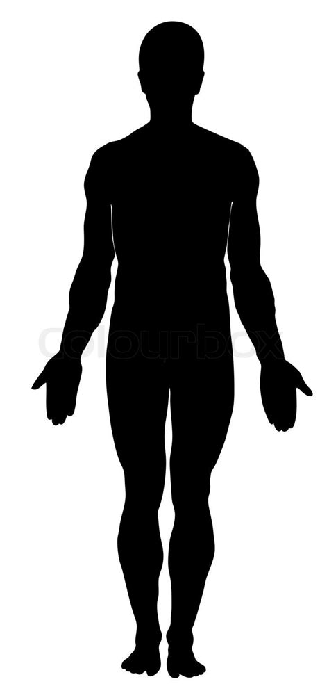 Männlich menschlichen Anatomie Stock Vektor Colourbox