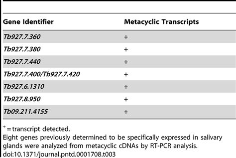Salivary Gland Specific Gene Expression In Metacyclic Trypanosomes In