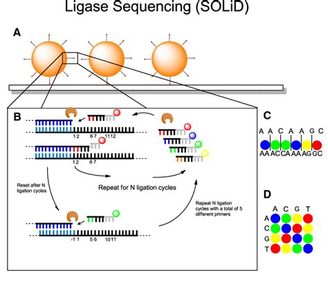 figure 8 from a glimpse into past present and future dna sequencing