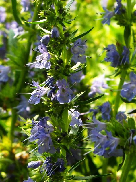 Isop Hyssopus Officinalis Anima Plant Lei