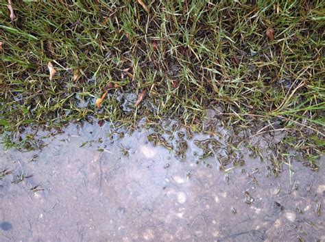Grass In Puddle Of Water Stock Image Image Of Shrub 262727481