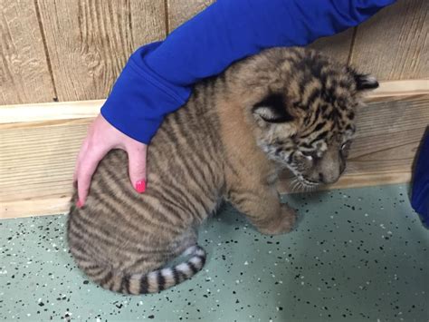 President Biden Signs Big Cat Public Safety Act Into Law Blog
